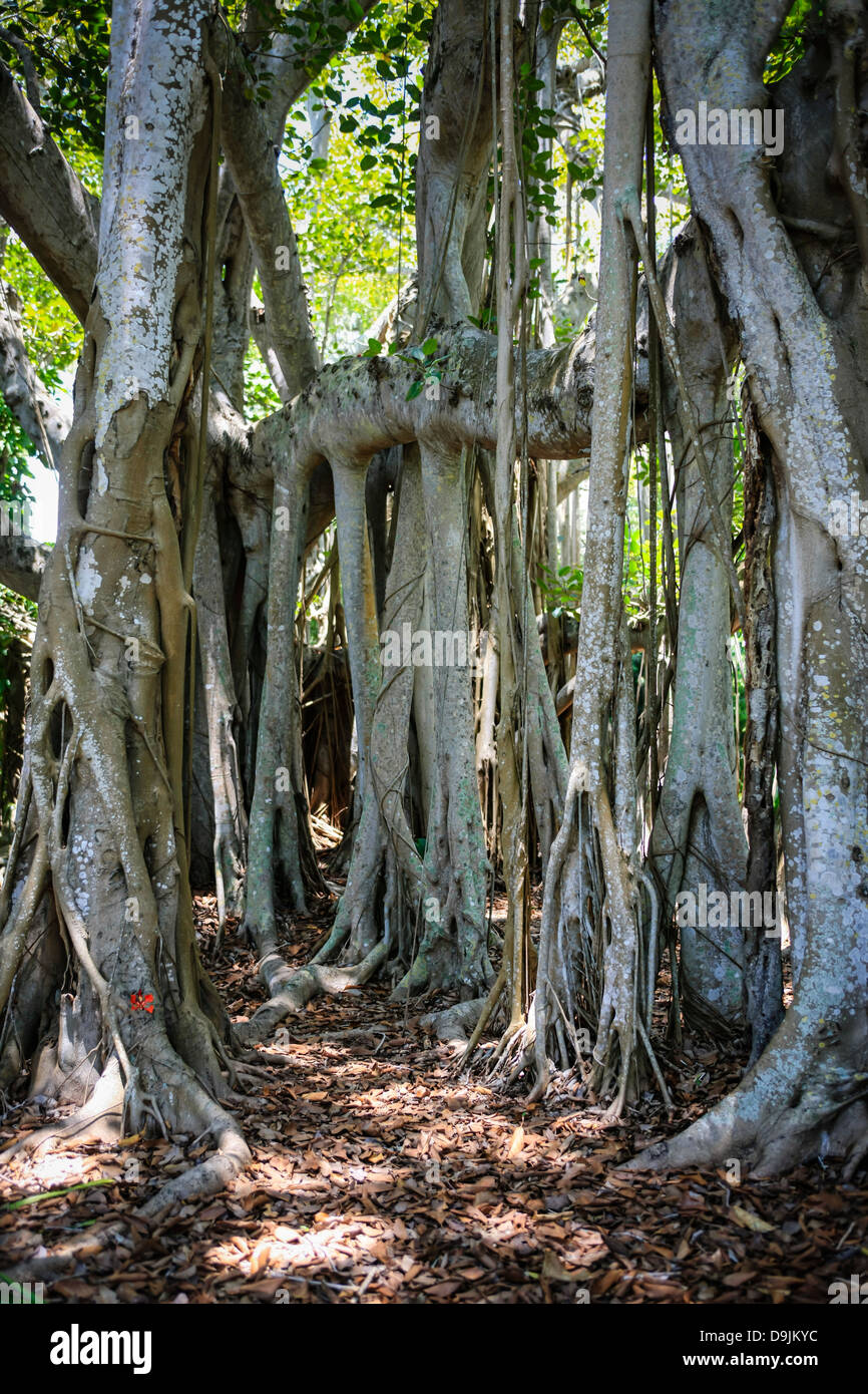 Indian banyan tree bark hi-res stock photography and images - Alamy