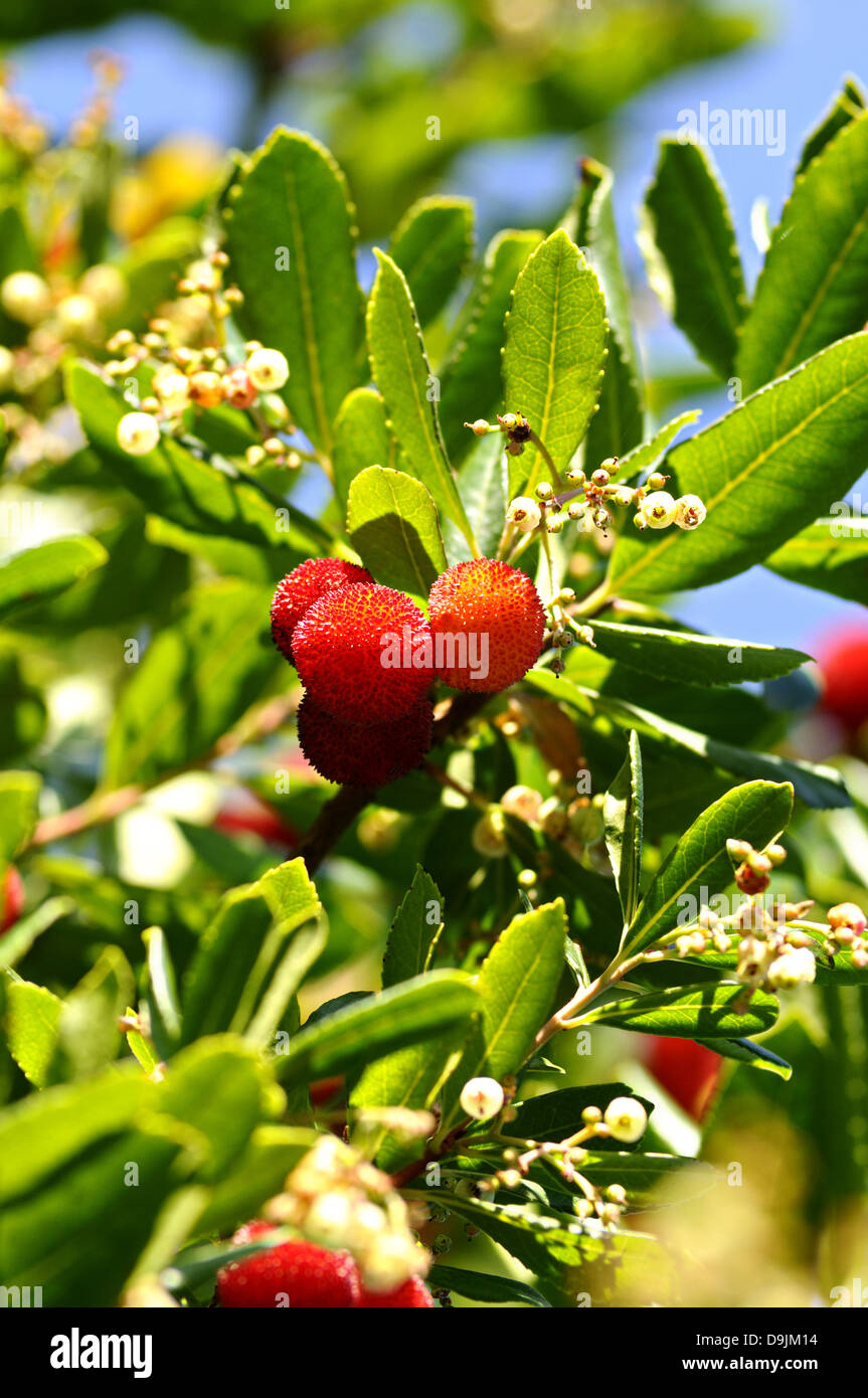 Shrub with red fruits hi-res stock photography and images - Alamy
