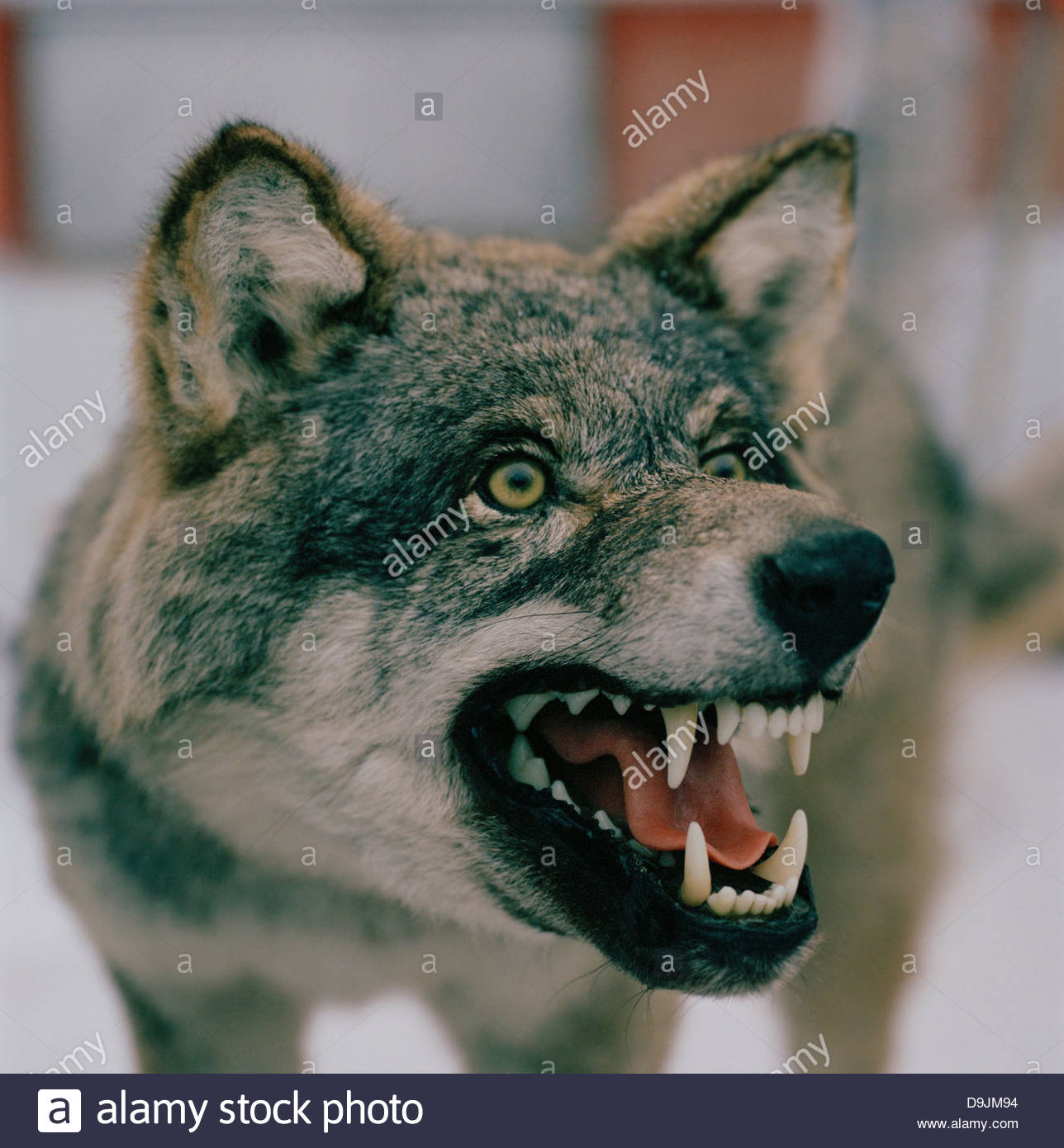 Grey Wolf Growling High Resolution Stock Photography and Images - Alamy