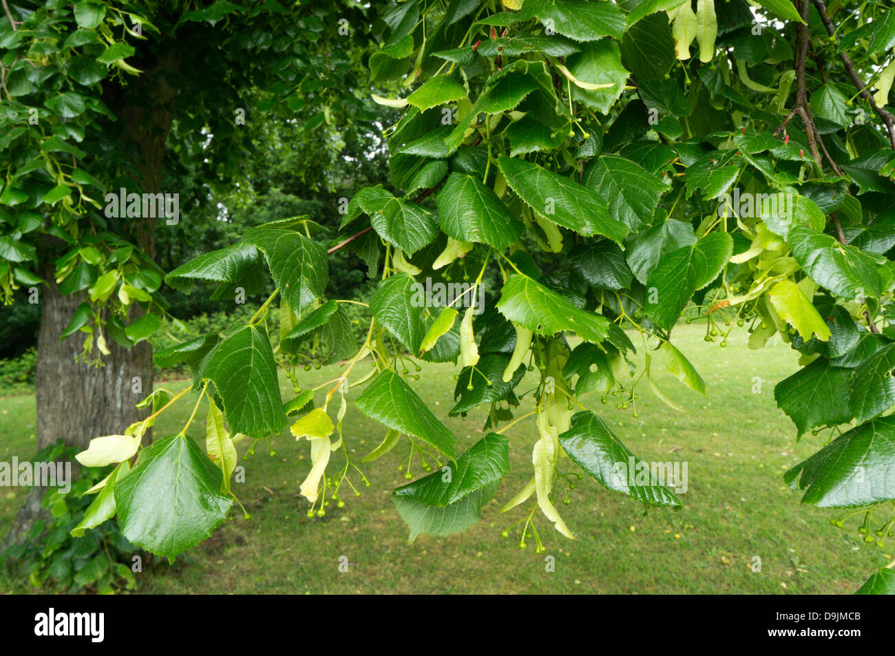 Common lime europe hi-res stock photography and images - Alamy