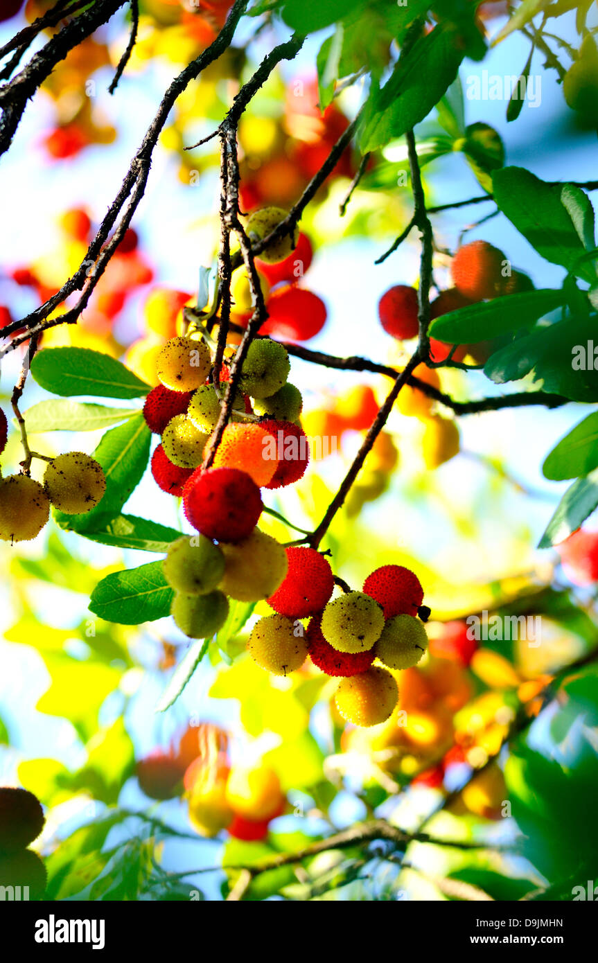 Shrub with red fruits hi-res stock photography and images - Alamy