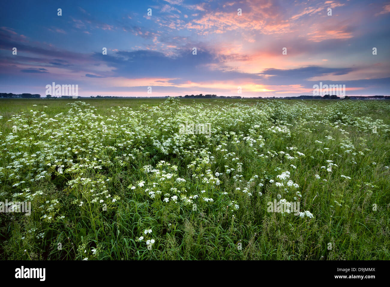 Green field pink sunset hi-res stock photography and images - Alamy
