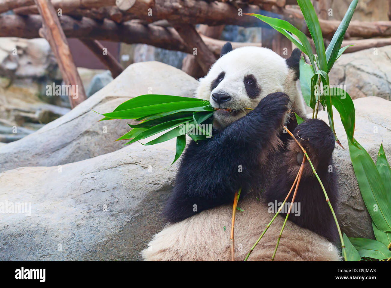 Giant panda bear eating bamboo leafs Stock Photo - Alamy