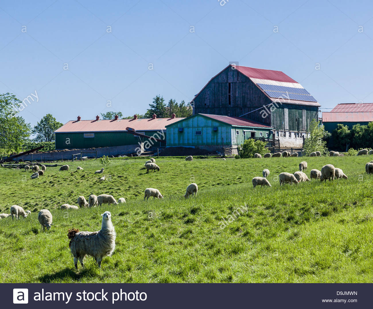Llama On A Farm High Resolution Stock Photography and Images - Alamy