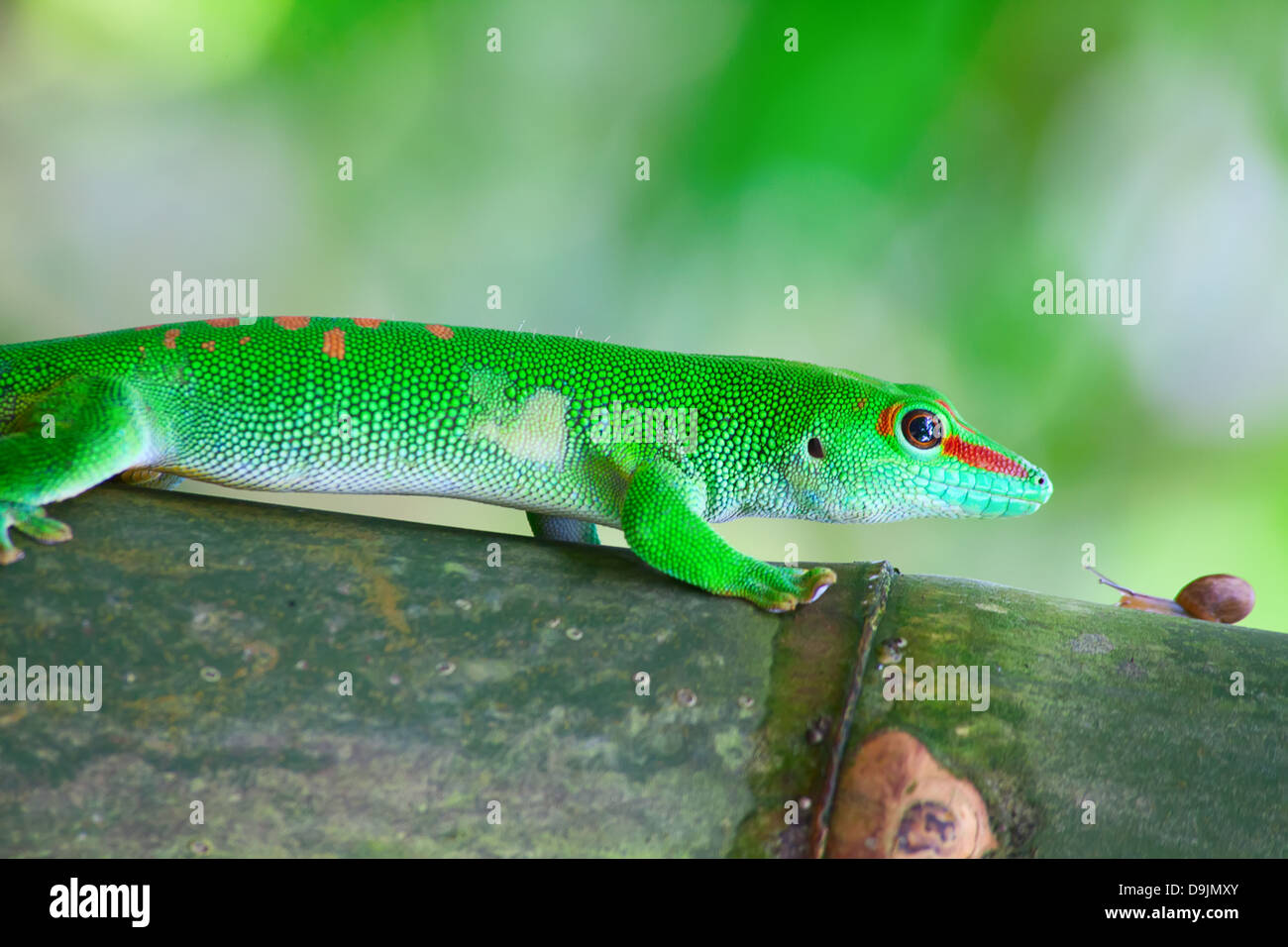 Green gecko on the tree (Zurich zoo Stock Photo - Alamy