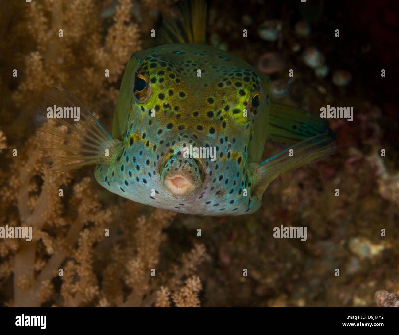 Boxfishes hi-res stock photography and images - Alamy