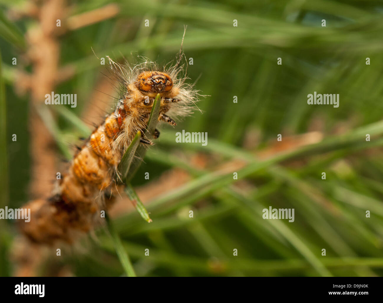 Pini hi-res stock photography and images - Alamy