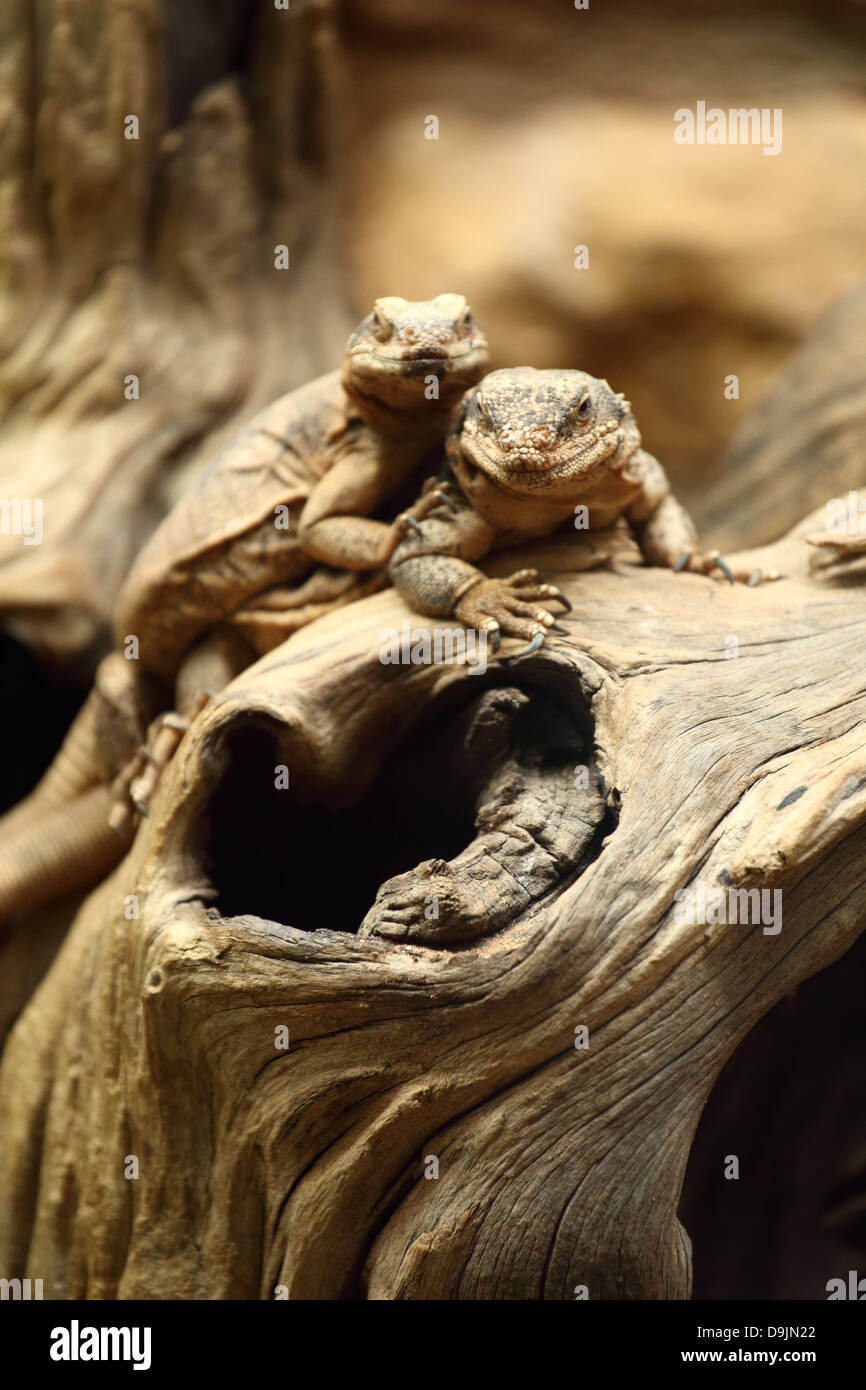 Western Chuckwalla pair at Bristol Zoo Stock Photo - Alamy
