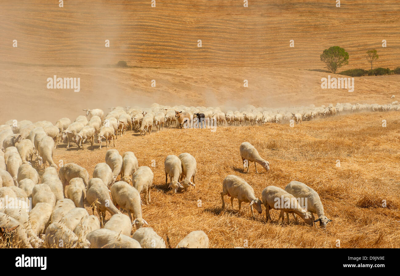 White sheep italian hi-res stock photography and images - Alamy