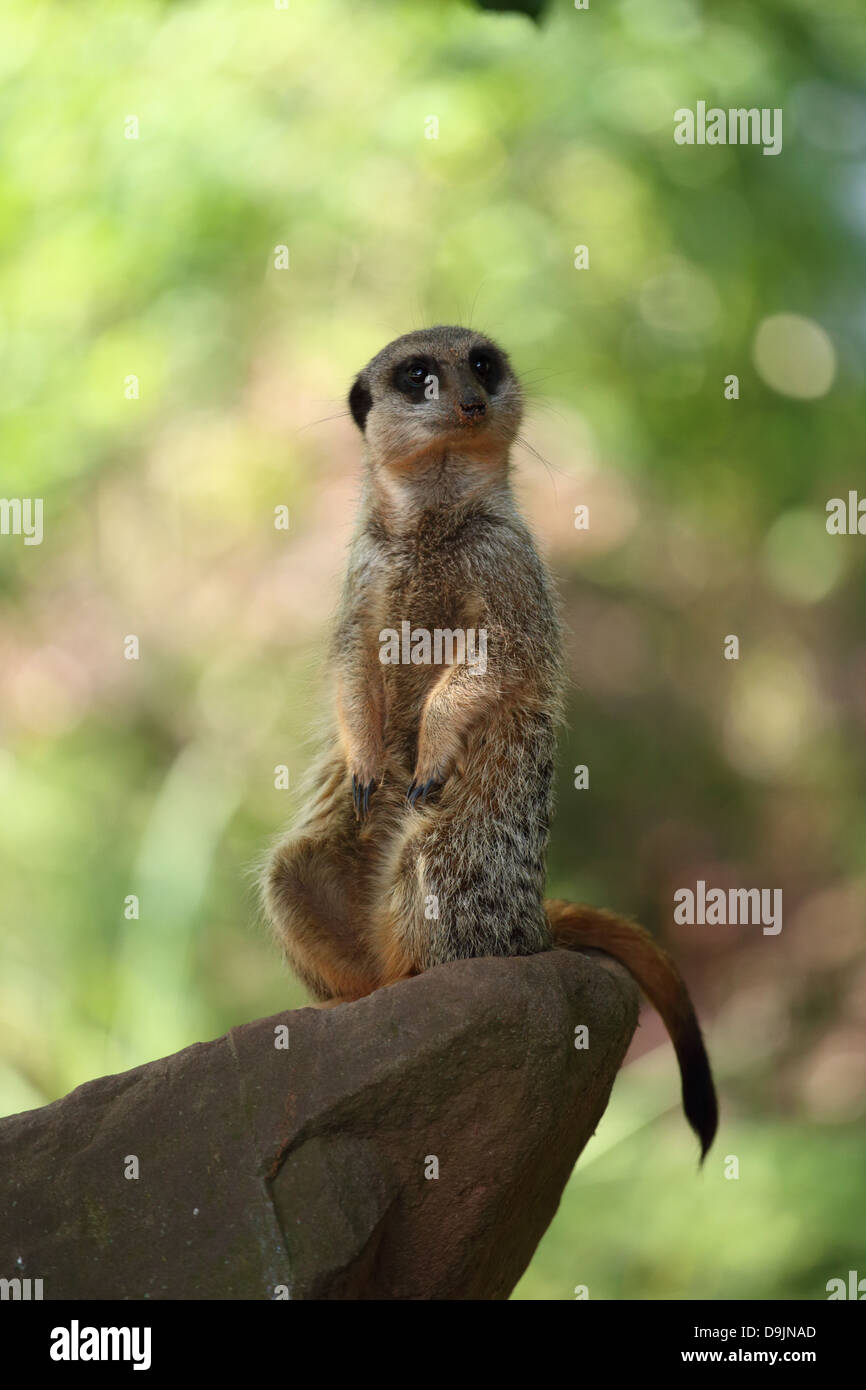 Meerkat on watch at Bristol Zoo Stock Photo - Alamy