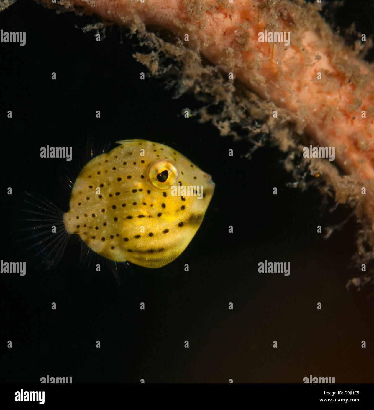 Juvenile filefish (Monacanthidae) looks nervous on the Police Pier dive ...