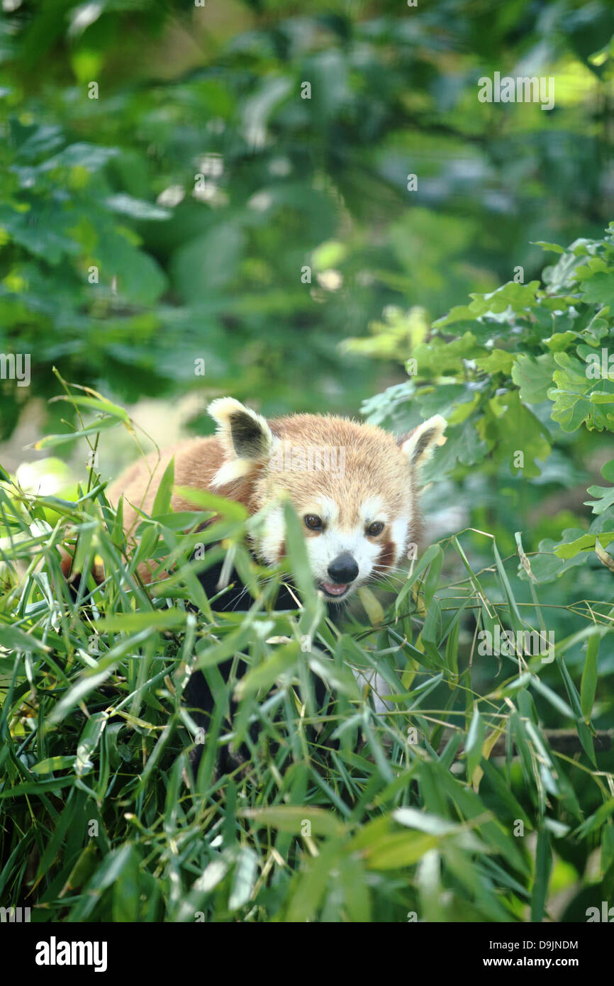 Timid Animals High Resolution Stock Photography and Images - Alamy