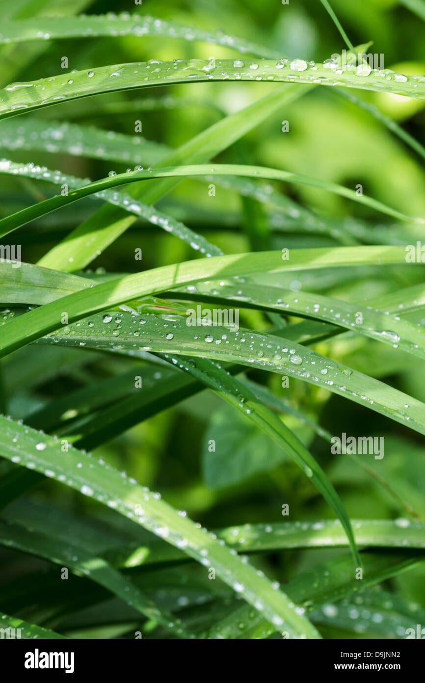 clear droplets on green grass of iris, natural sunlight Stock Photo - Alamy