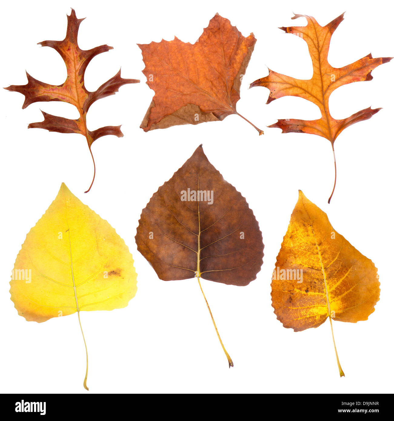 Six fall leaves isolated on white background Stock Photo - Alamy