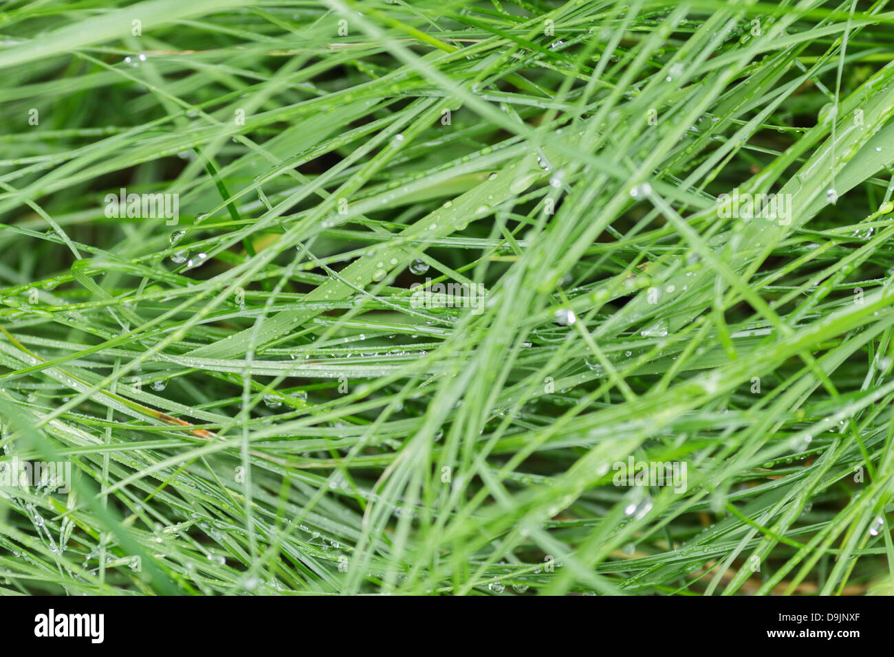 fresh wet grass after rain, natural background Stock Photo - Alamy