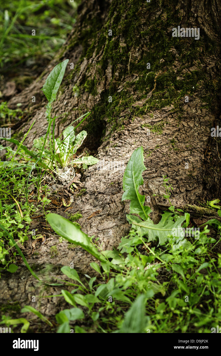 Maple tree root hi-res stock photography and images - Alamy