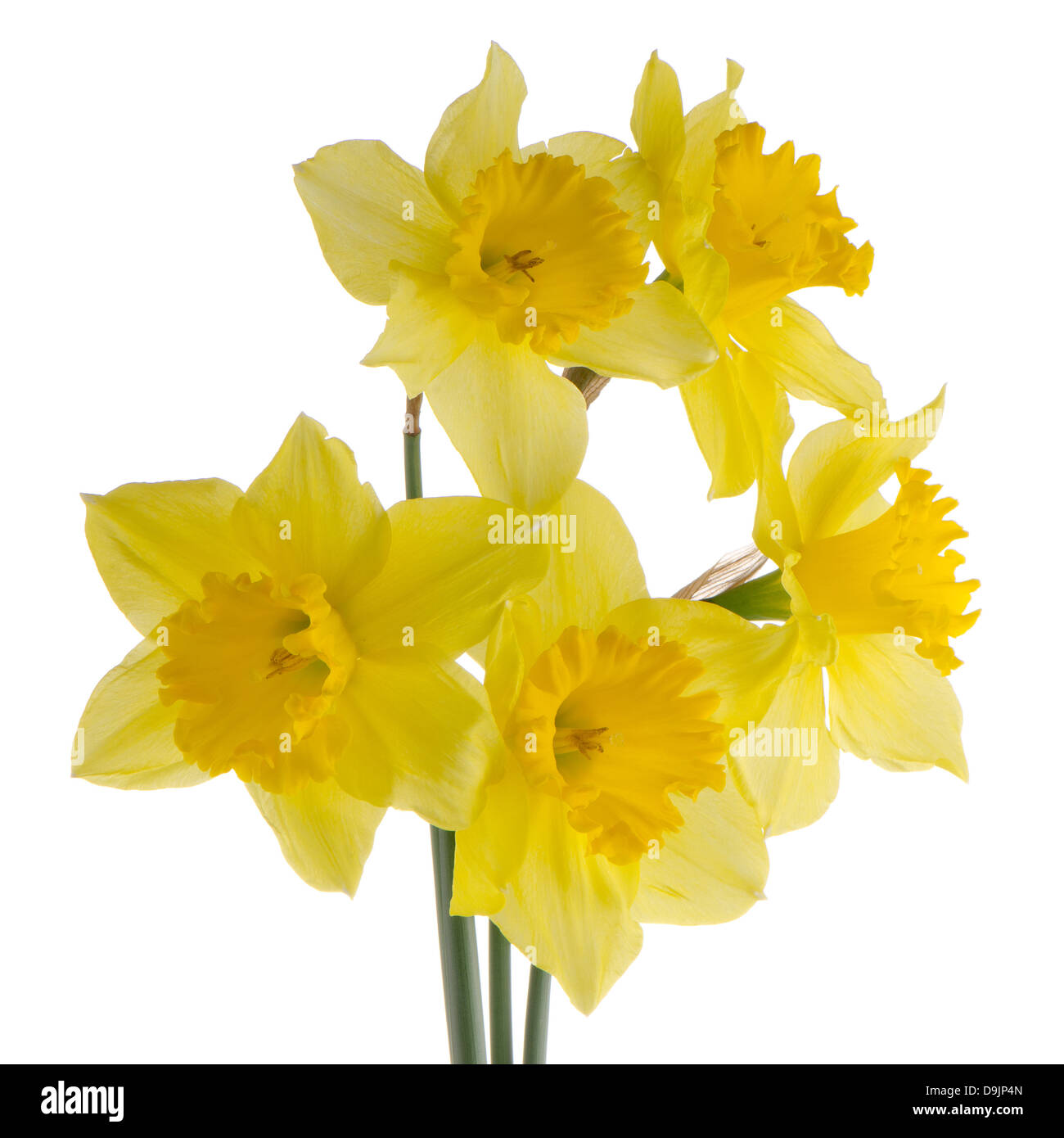 Yellow jonquil flowers isolated on white background Stock Photo - Alamy