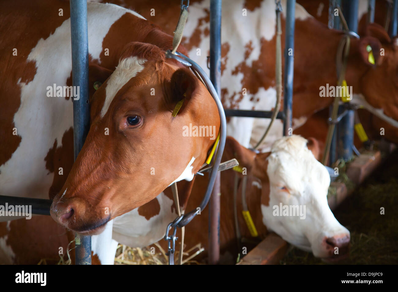 Interior of the modern swiss cow farm Stock Photo - Alamy