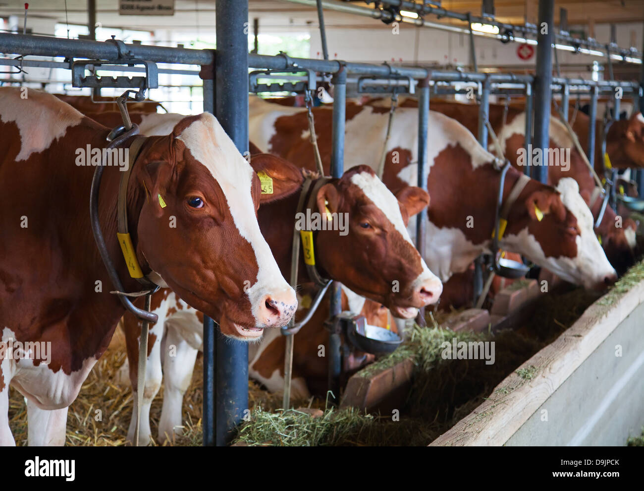 Interior of the modern swiss cow farm Stock Photo - Alamy
