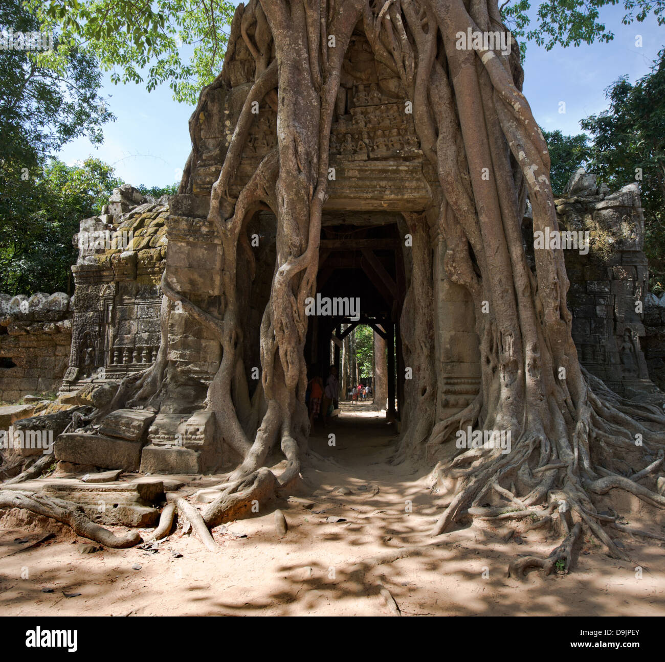 Cambodia jungle tree roots temple hi-res stock photography and images ...