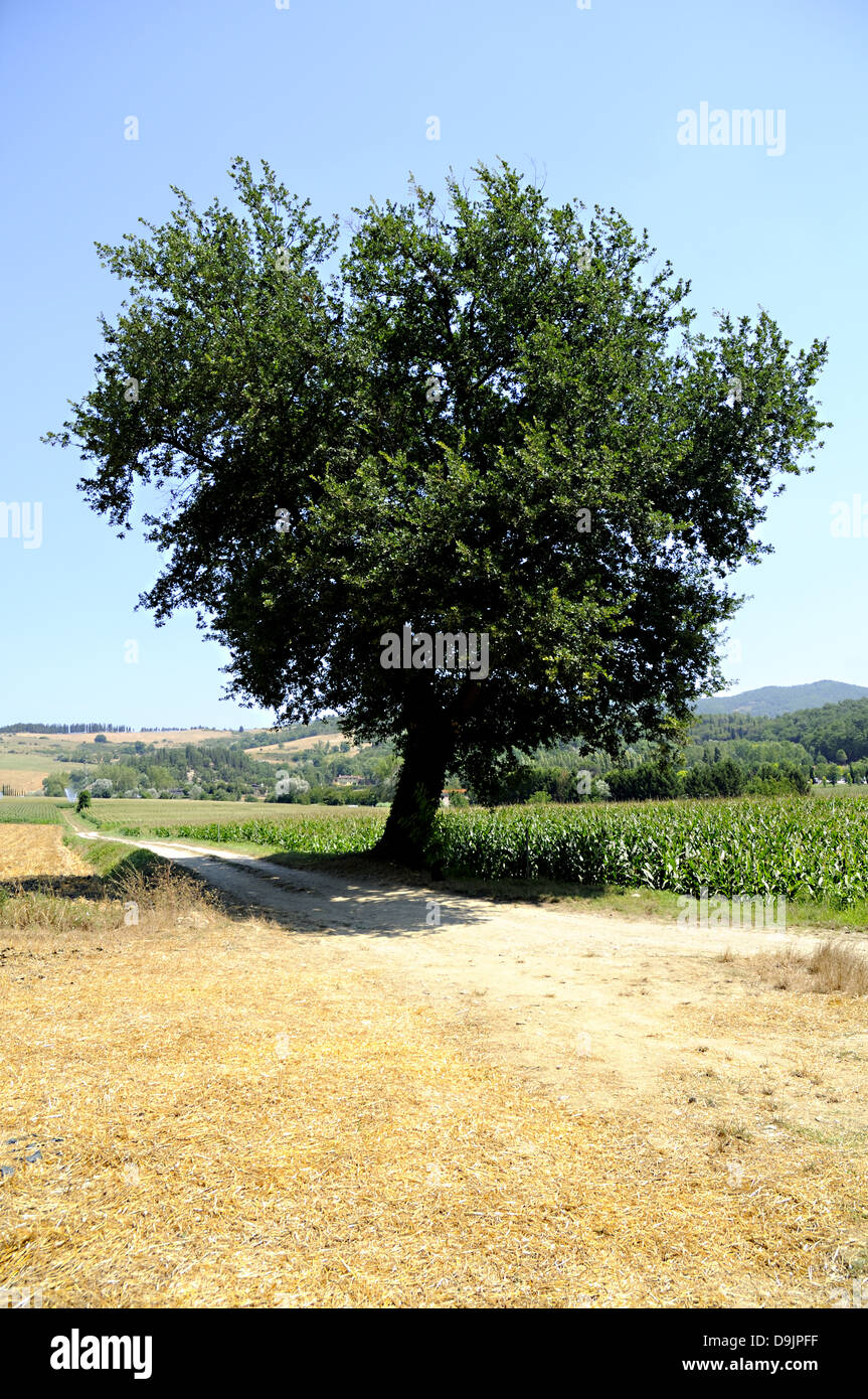 Big tree on road in hi-res stock photography and images - Alamy