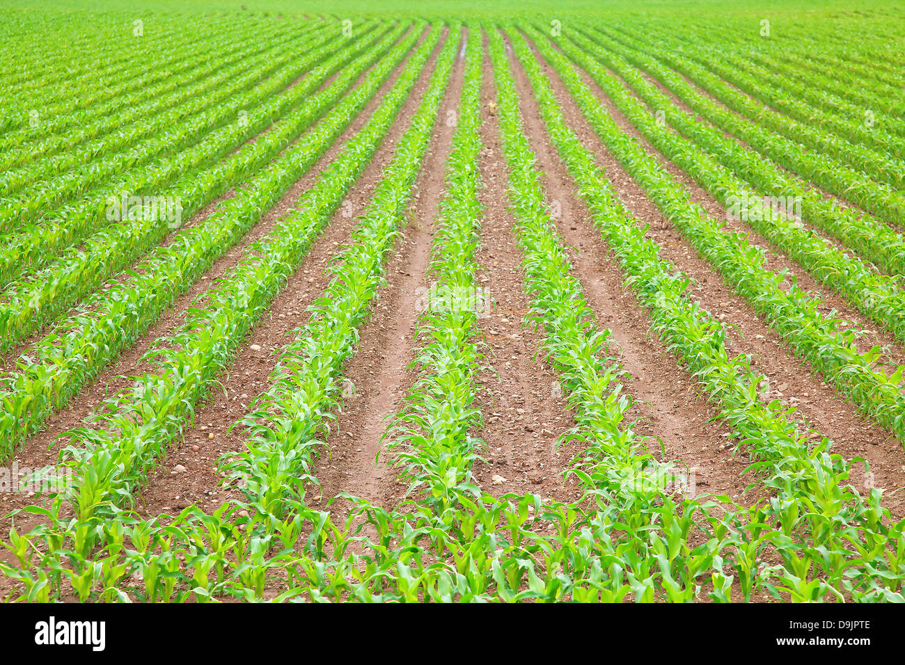 young green corn seedling on the field Stock Photo - Alamy