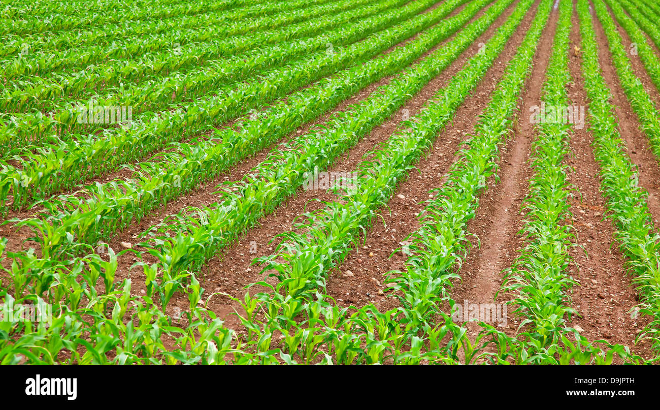 young green corn seedling on the field Stock Photo - Alamy