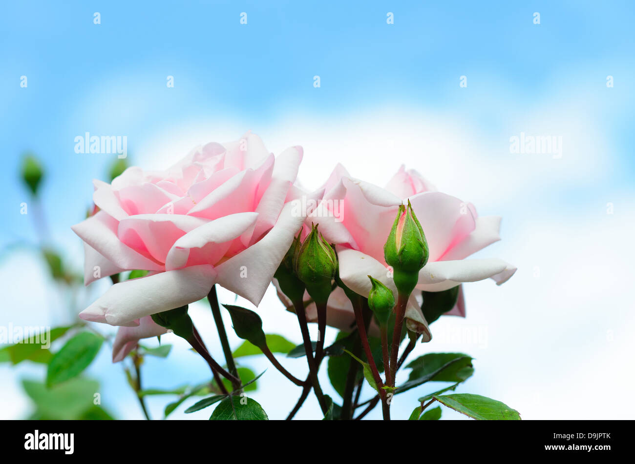 Pink Roses 'New Dawn' against a blue sky and big white clouds Stock ...