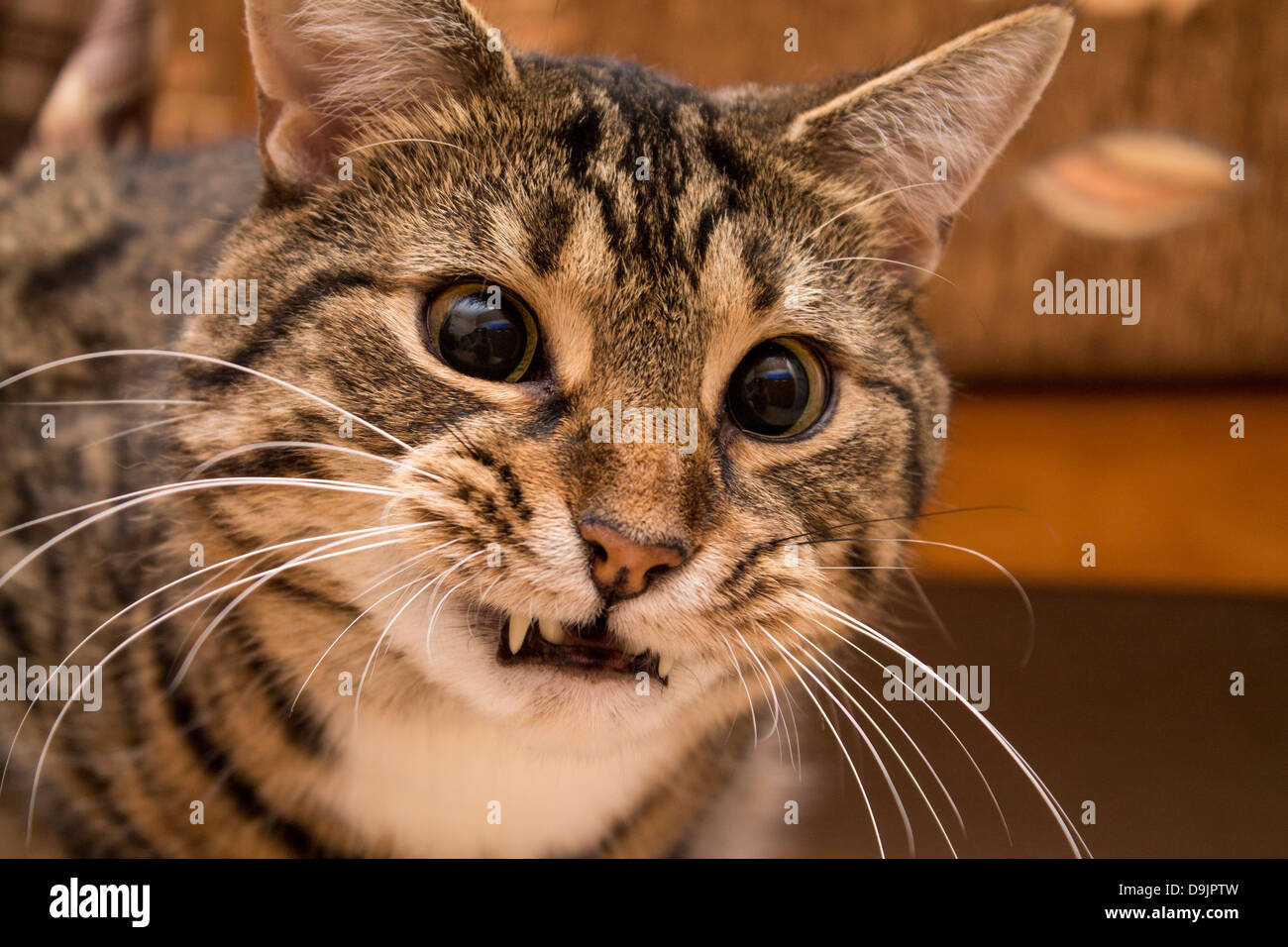 cat funny face Stock Photo - Alamy