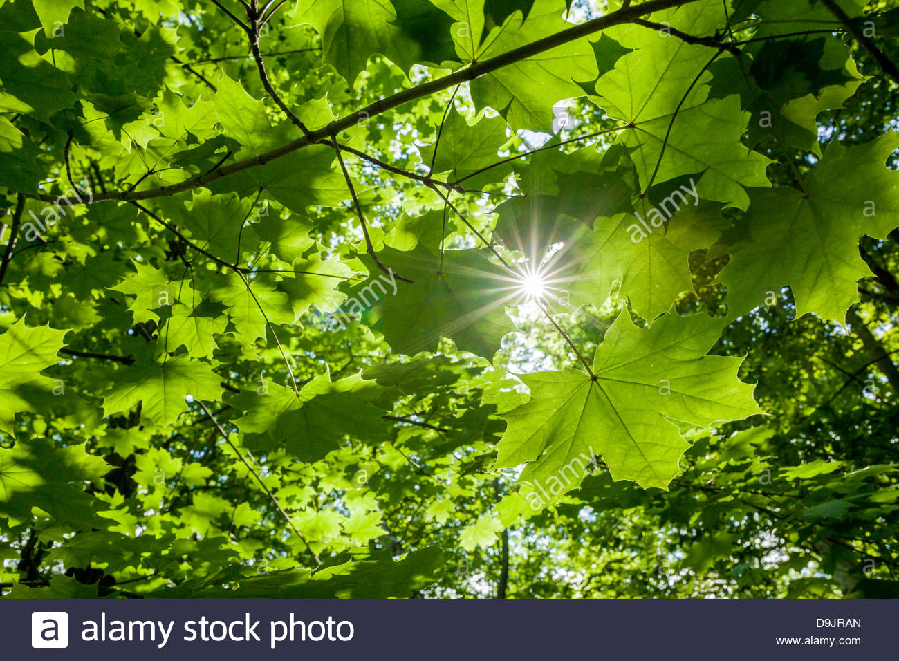 Oxygen High Resolution Stock Photography and Images - Alamy