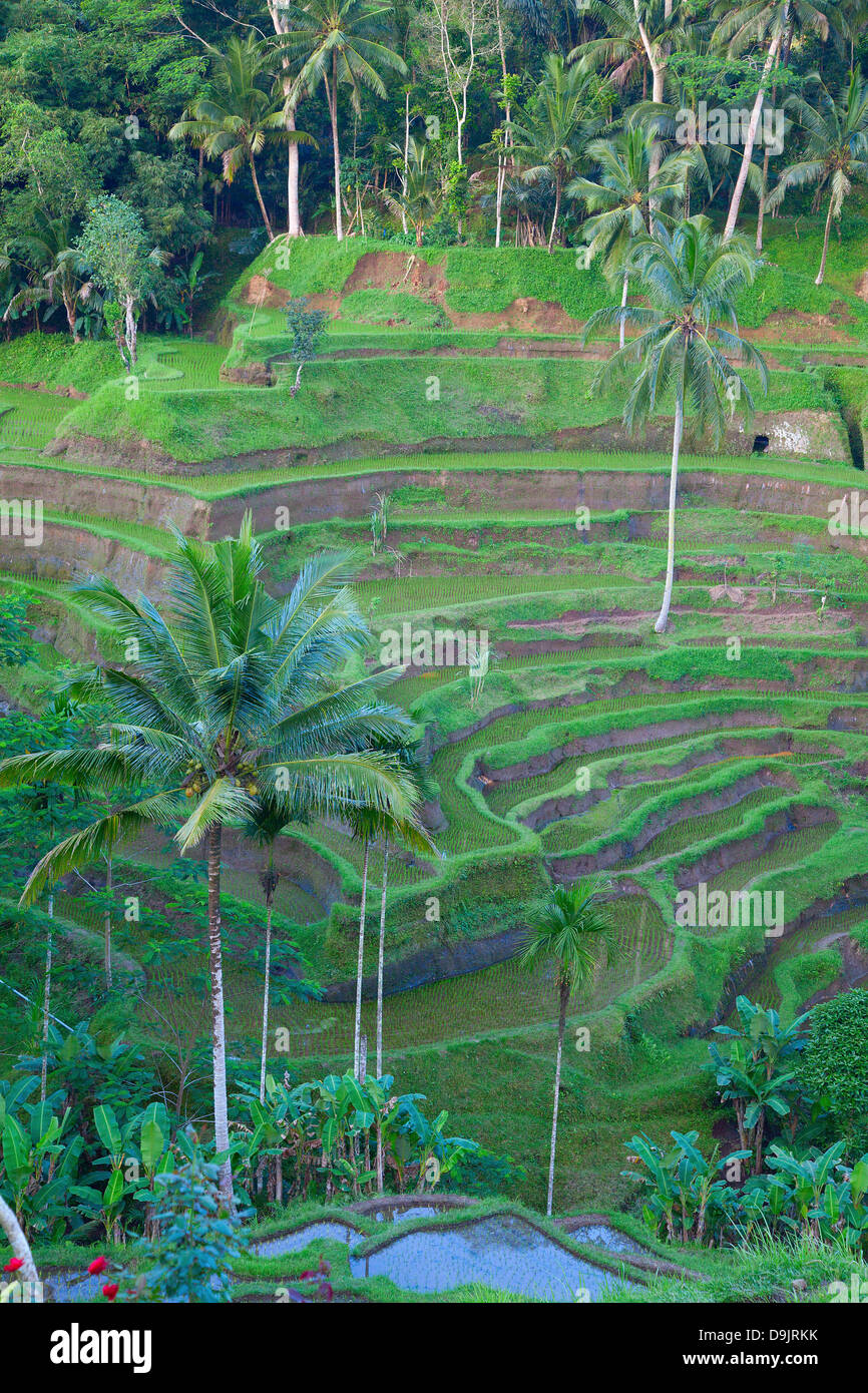 Traditional balinese terraced rice field on the north part of the ...