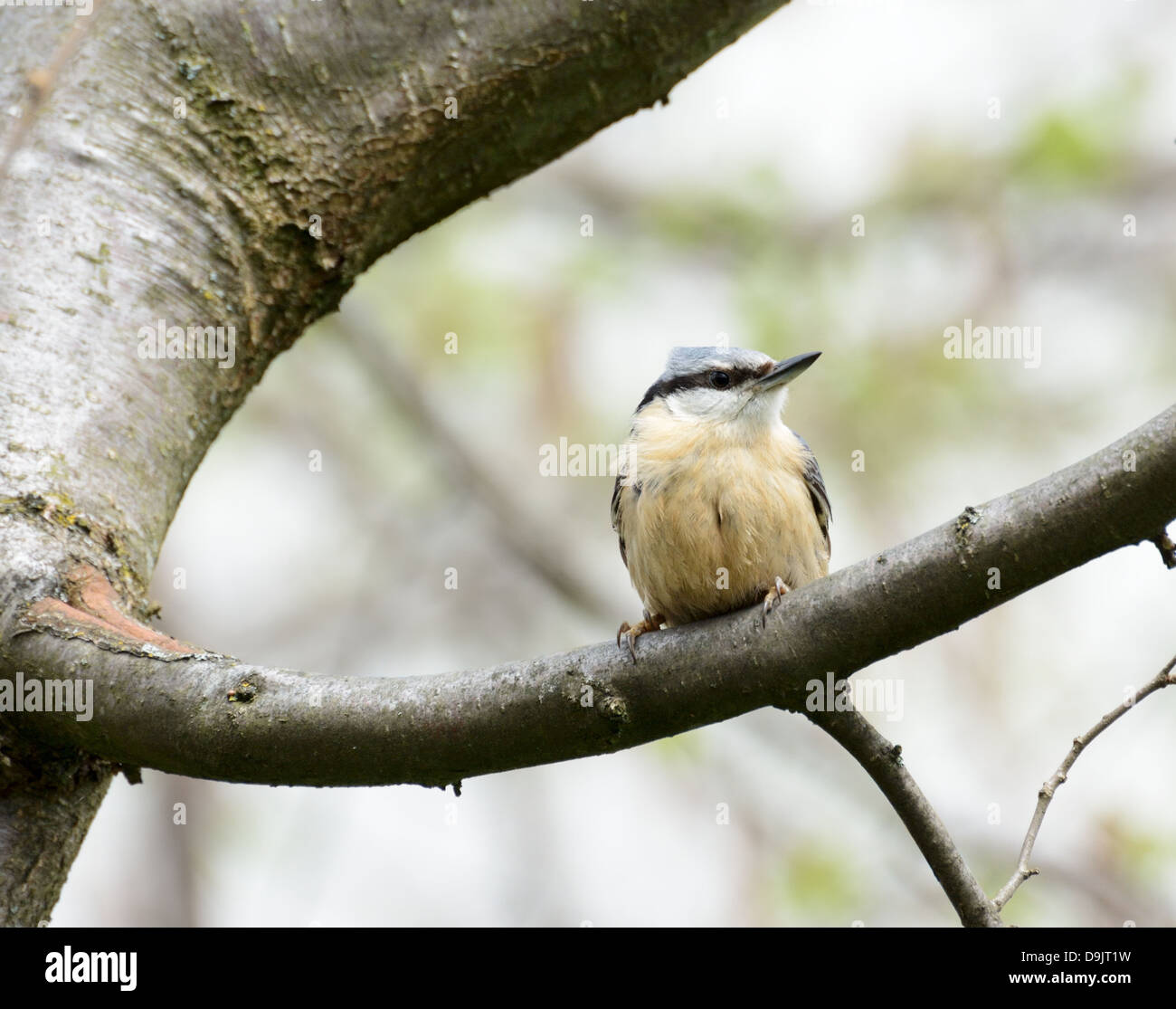Eurasian Nuthhatch - a small passerine bird Stock Photo - Alamy