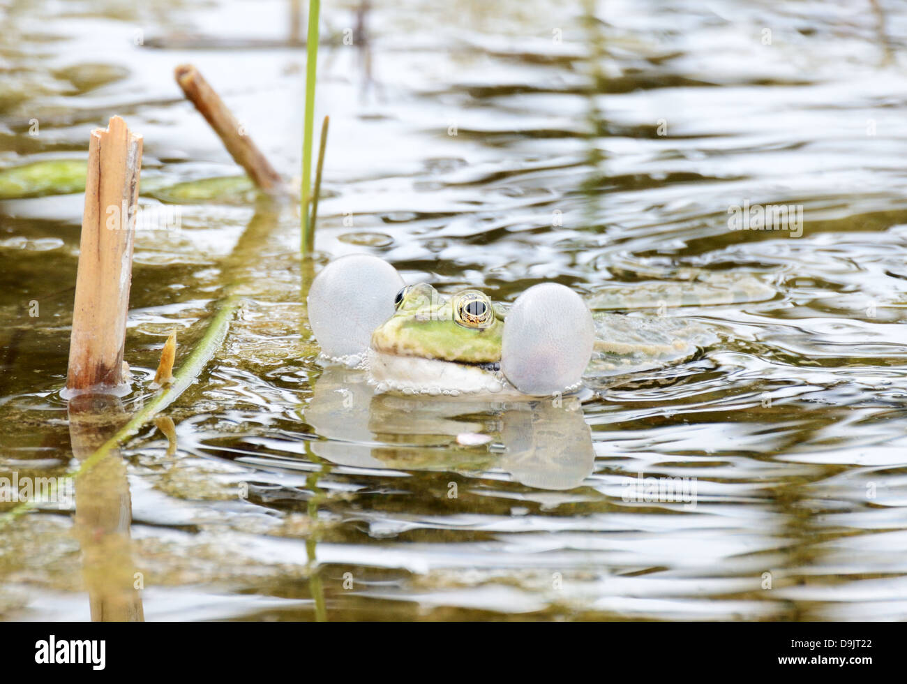 Croaking frog with swollen vocal sacs Stock Photo - Alamy
