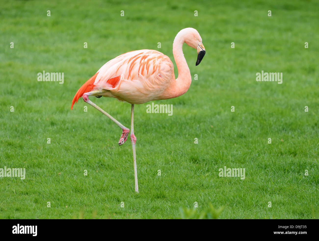 Pink flamingo standing in the grass Stock Photo - Alamy