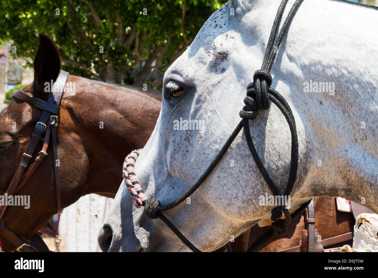 Polo pony ponies horses hi-res stock photography and images - Alamy