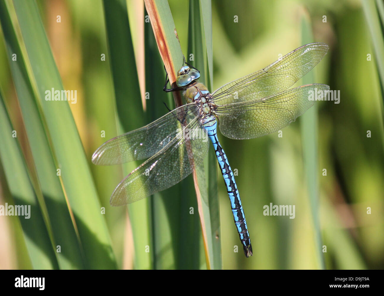 Detailed macro of a male Blue Emperor Dragonfly (Anax imperator Stock ...