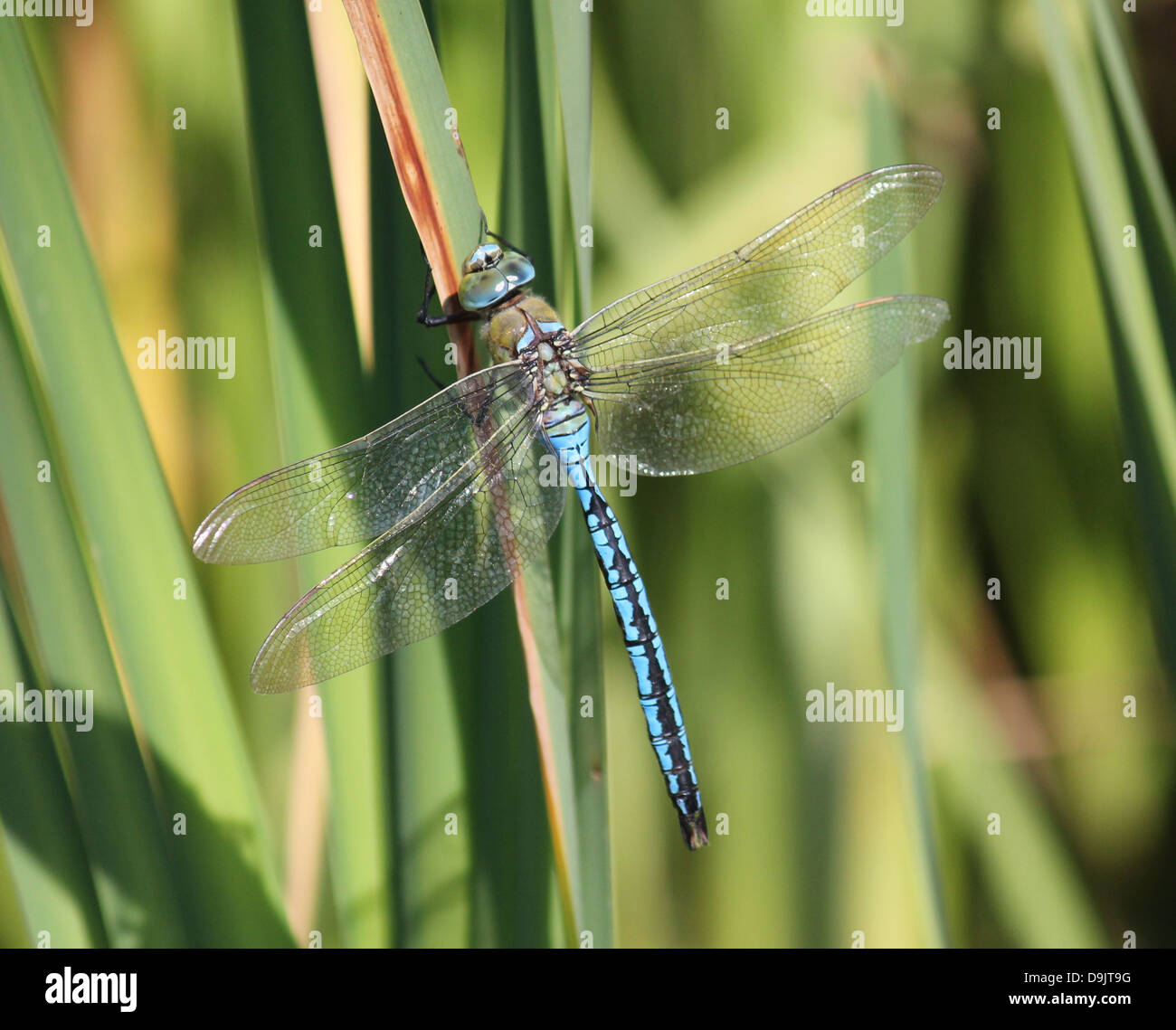 Emperador imperator hi-res stock photography and images - Alamy