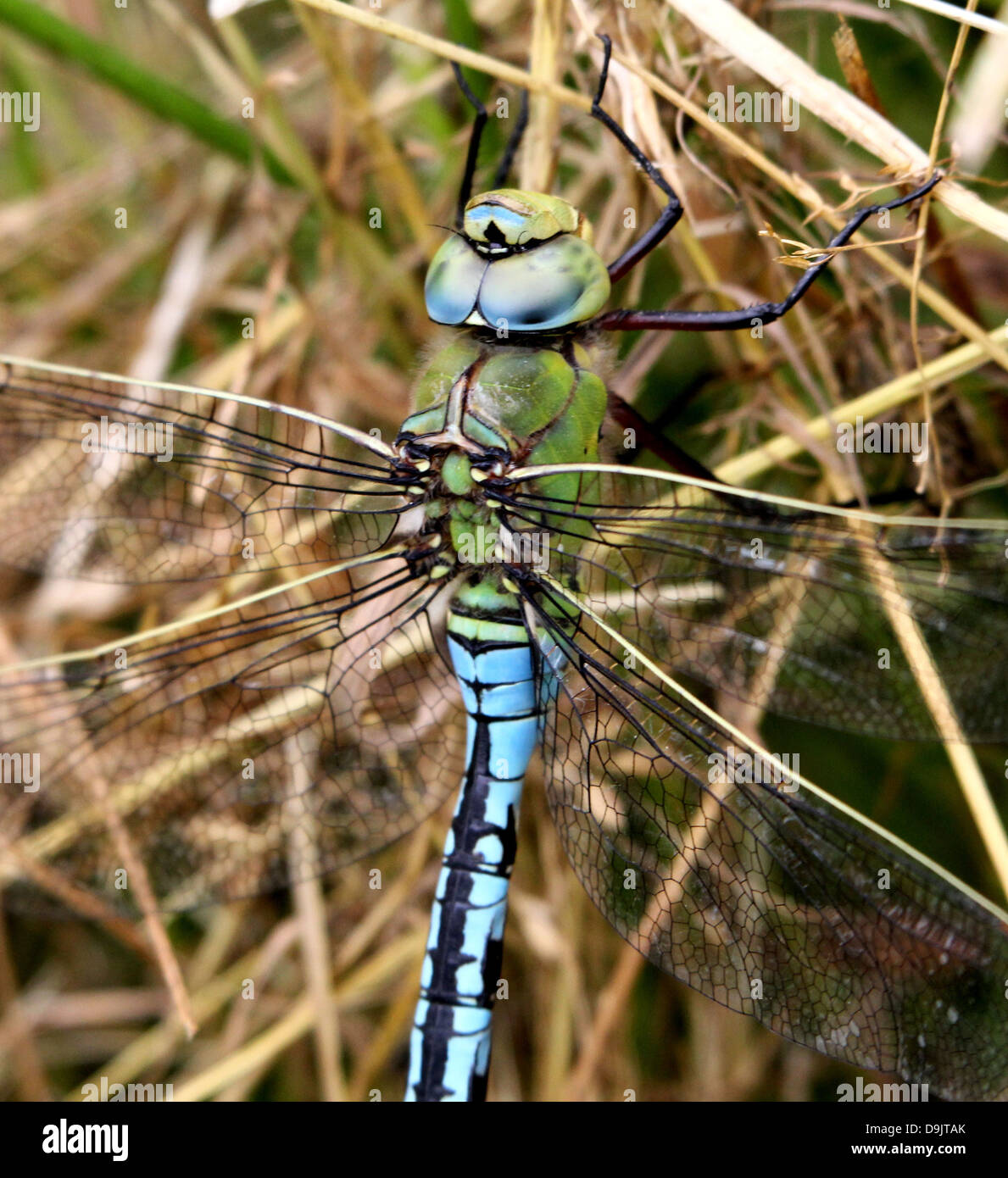 Anax imperador hi-res stock photography and images - Alamy