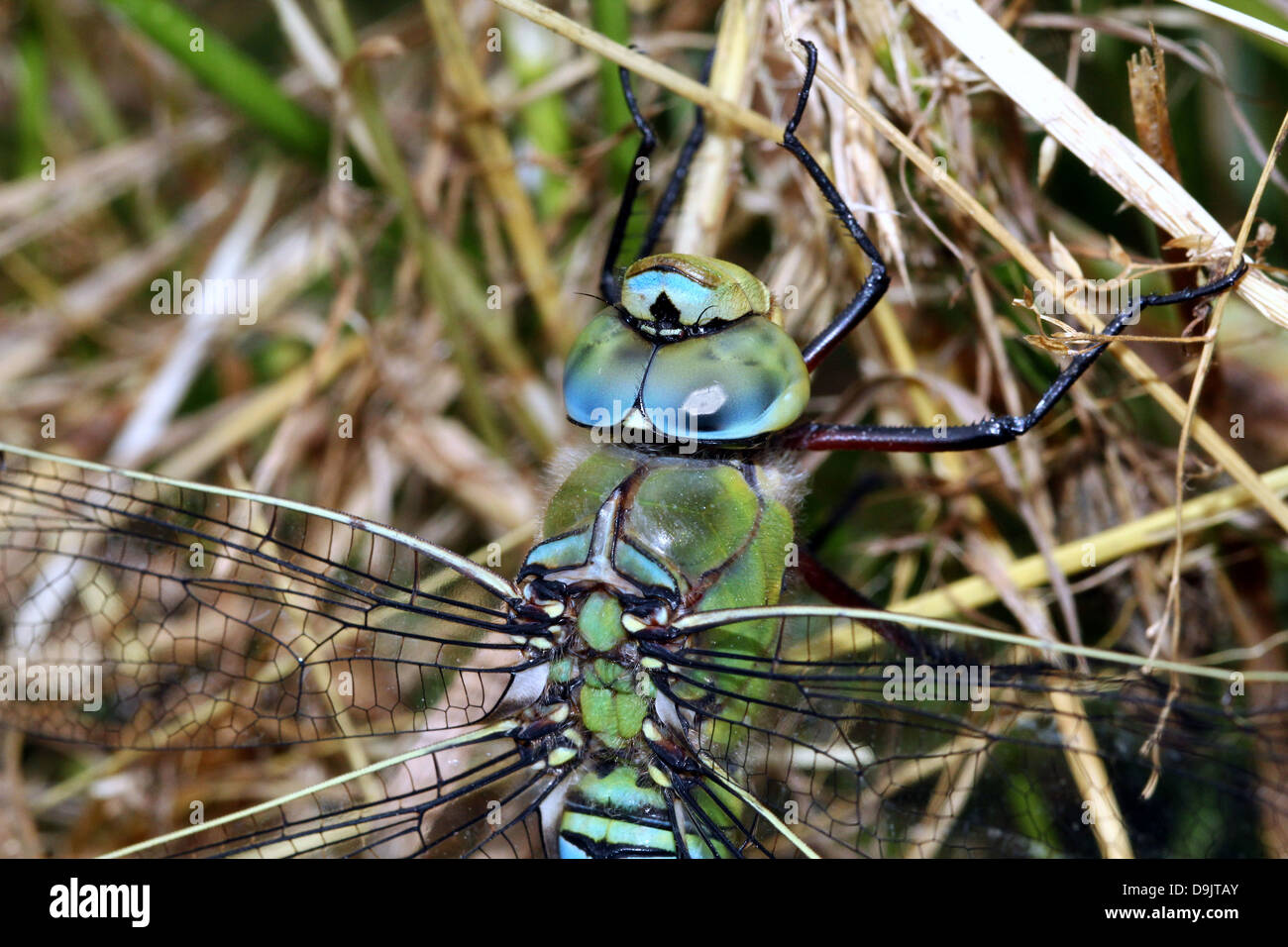 Extremely detailed macro of the head and eyes of a male Blue Emperor Dragonfly (Anax imperator ...