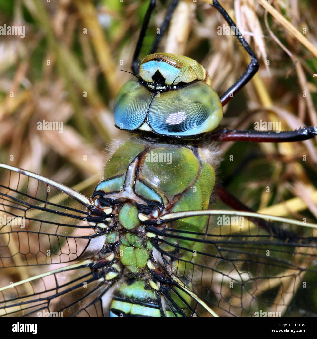 Extremely detailed macro of the head and eyes of a male Blue Emperor ...