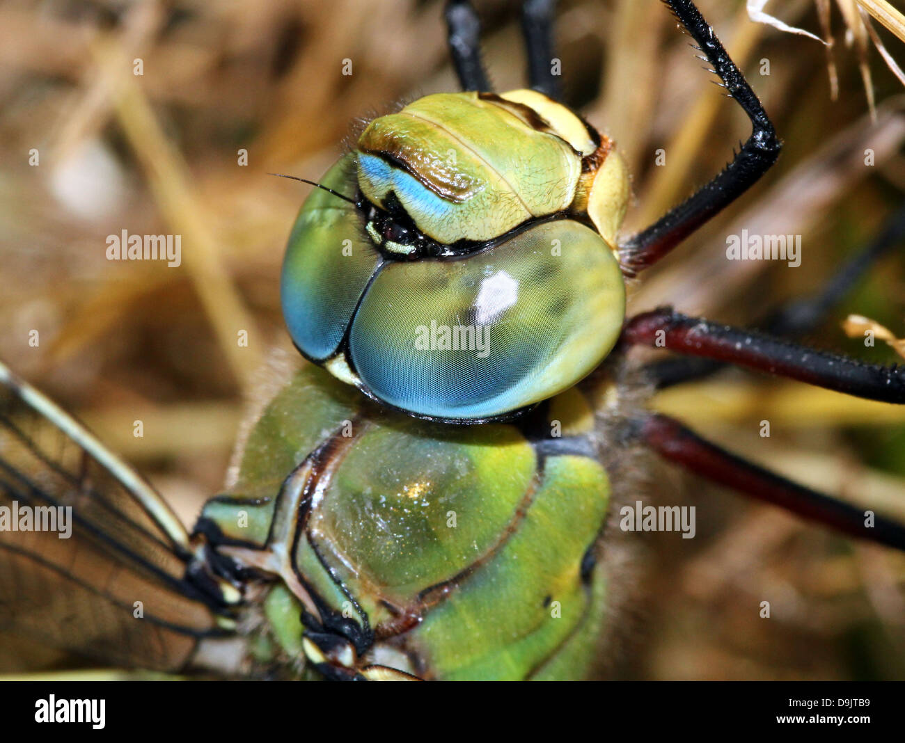 Extremely detailed macro of the head and eyes of a male Blue Emperor ...