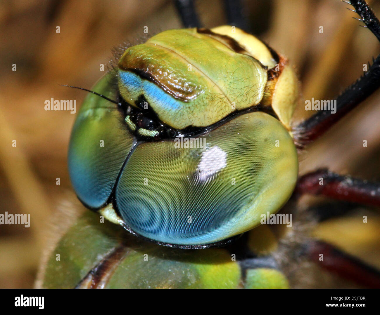 Extremely detailed macro of the head and eyes of a male Blue Emperor ...