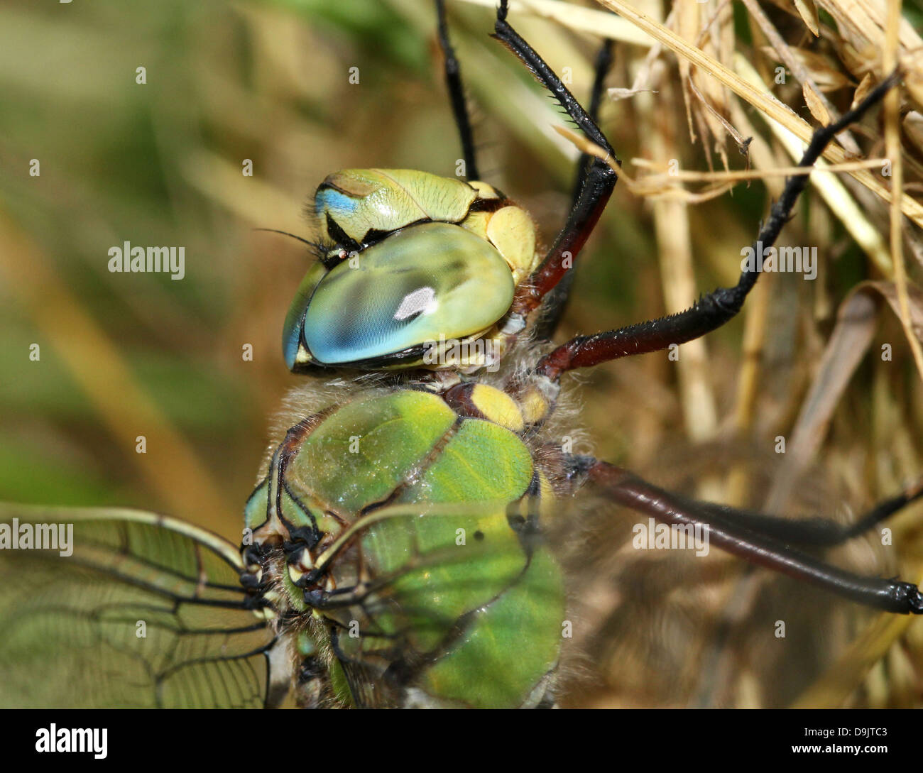 Extremely detailed macro of the head and eyes of a male Blue Emperor ...