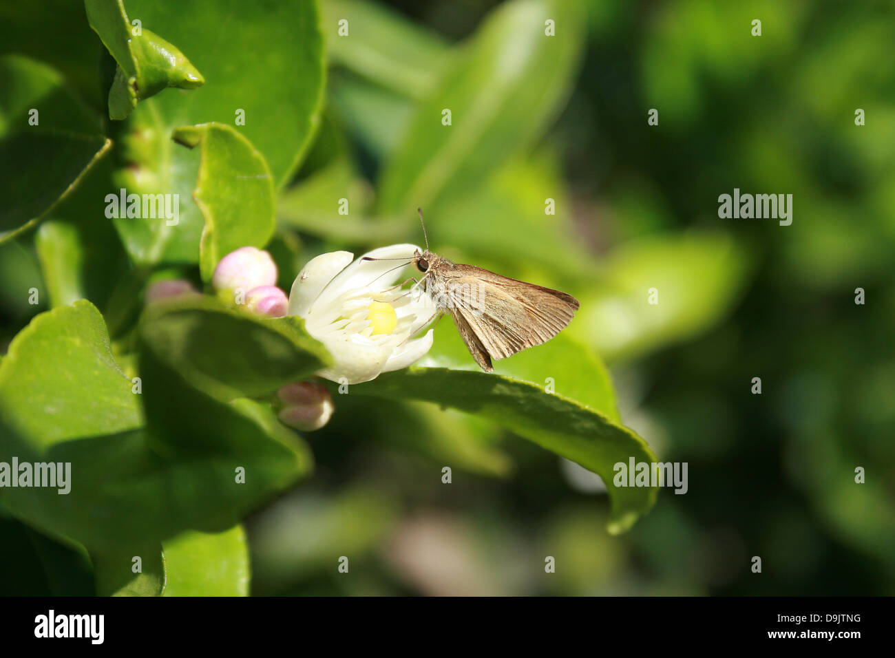 A moth pollinating a flower on a lemon tree in an orchard in Cotacachi ...