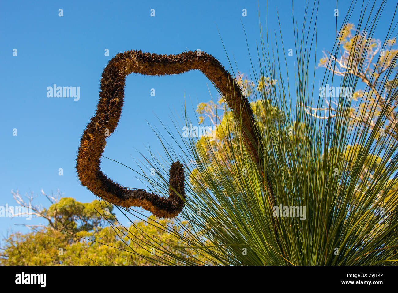Black boy flower in Australian Bush Stock Photo - Alamy