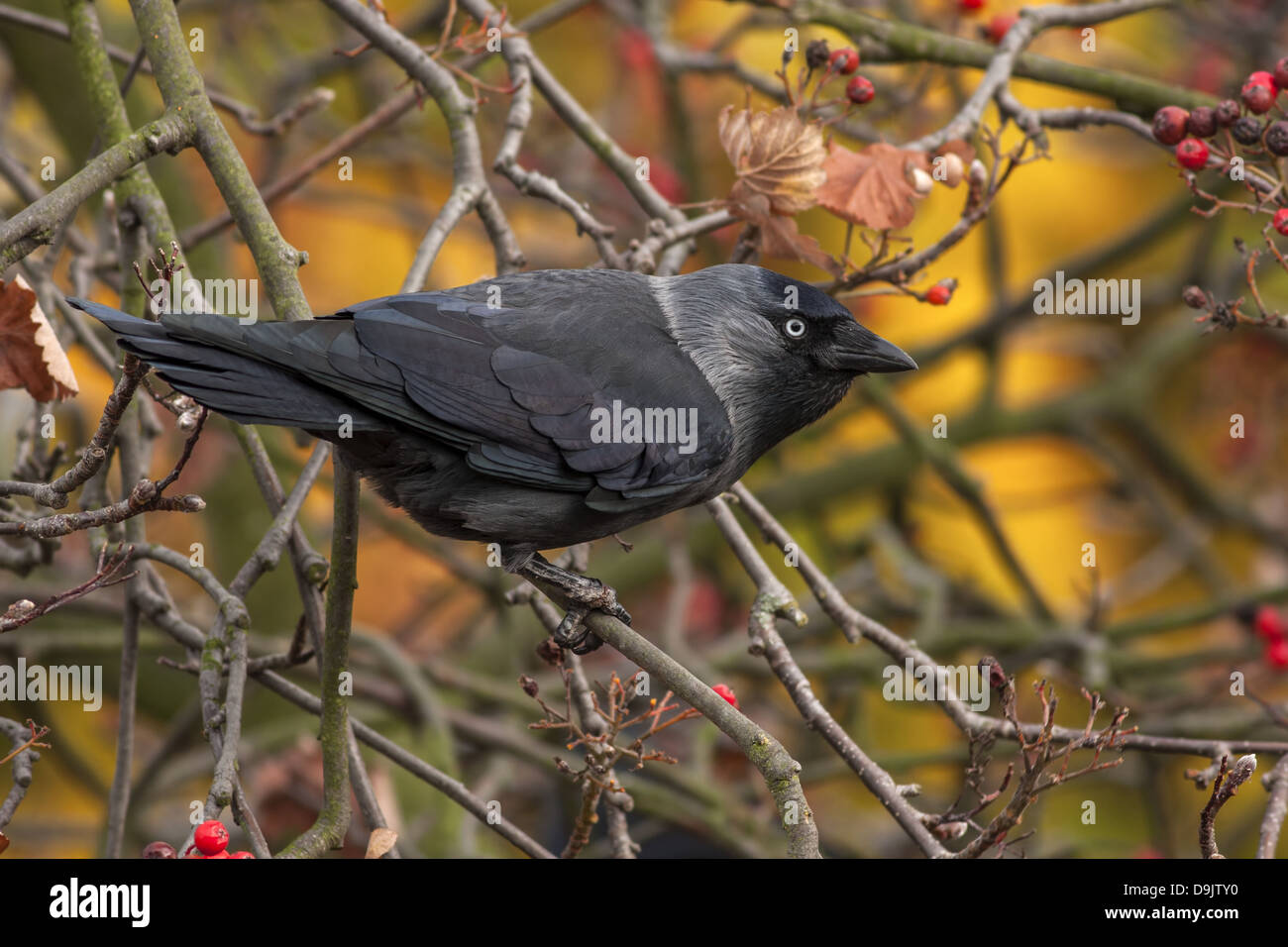 Crow jackdaw hi-res stock photography and images - Alamy