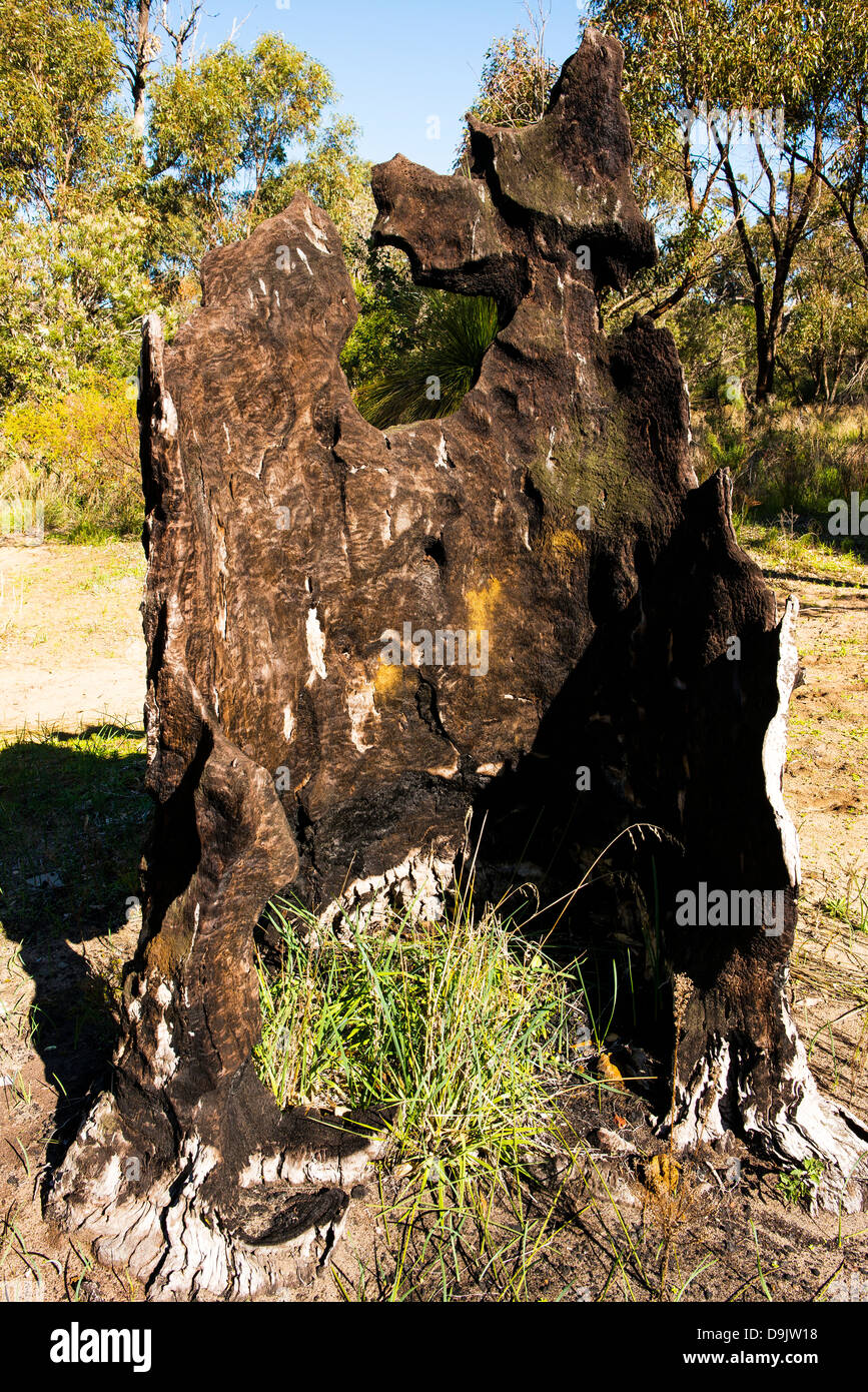 Burnt tree trunk Stock Photo - Alamy