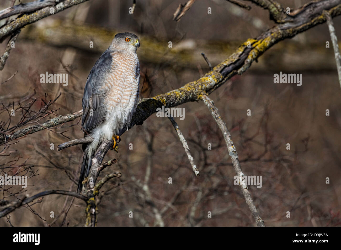 A fierce Cooper's Hawk, Accipiter cooperii, watches from a perch ...