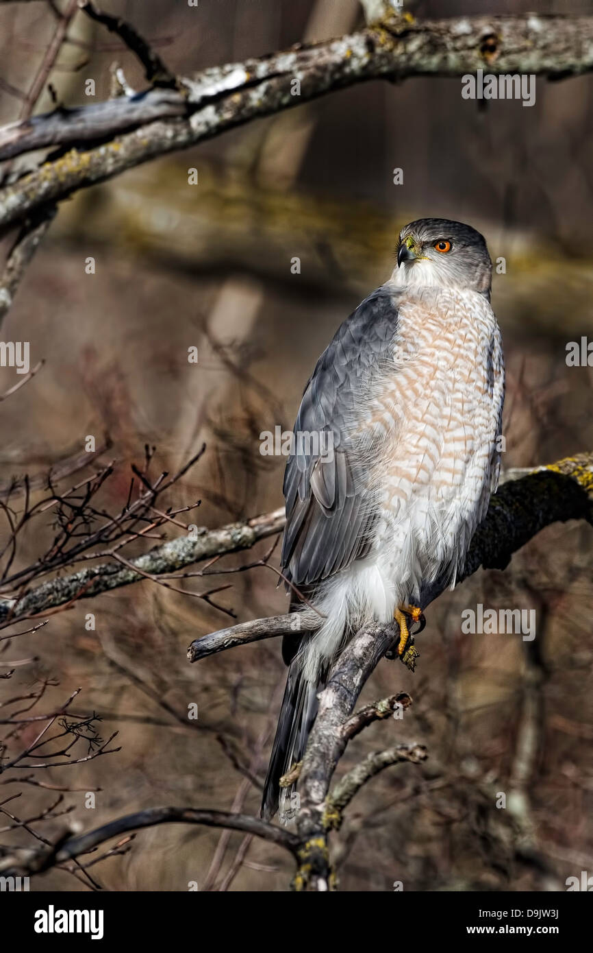 A fierce Cooper's Hawk, Accipiter cooperii, watches from a perch ...