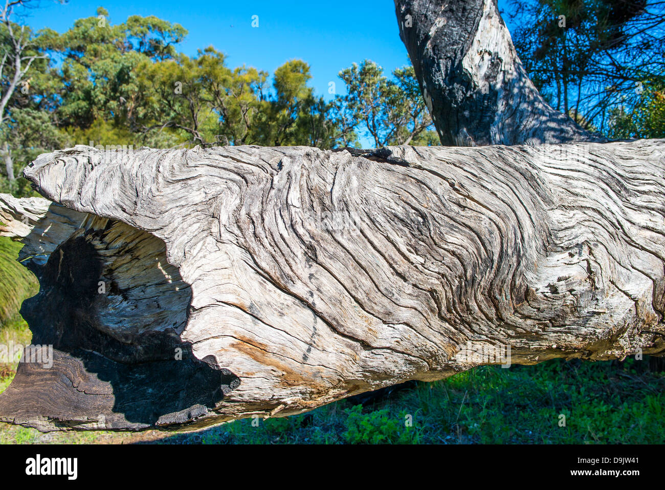 Dead bush trunk hi-res stock photography and images - Alamy
